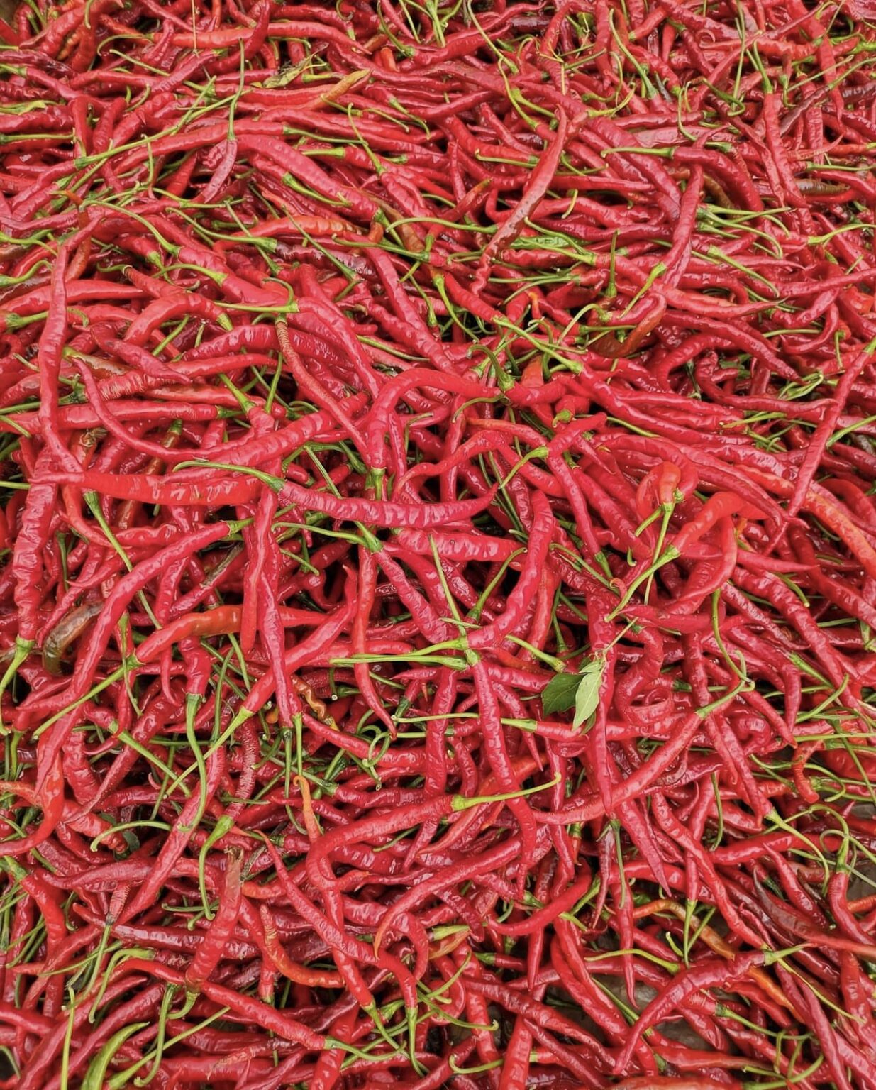 Hill Wild - Premium Naga condiment